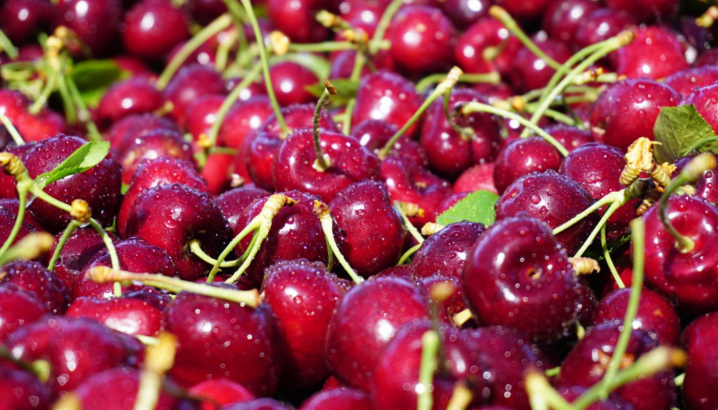 Expo Cerezas 2025: Impulsando la innovación y la proyección internacional de la cereza chilena ...