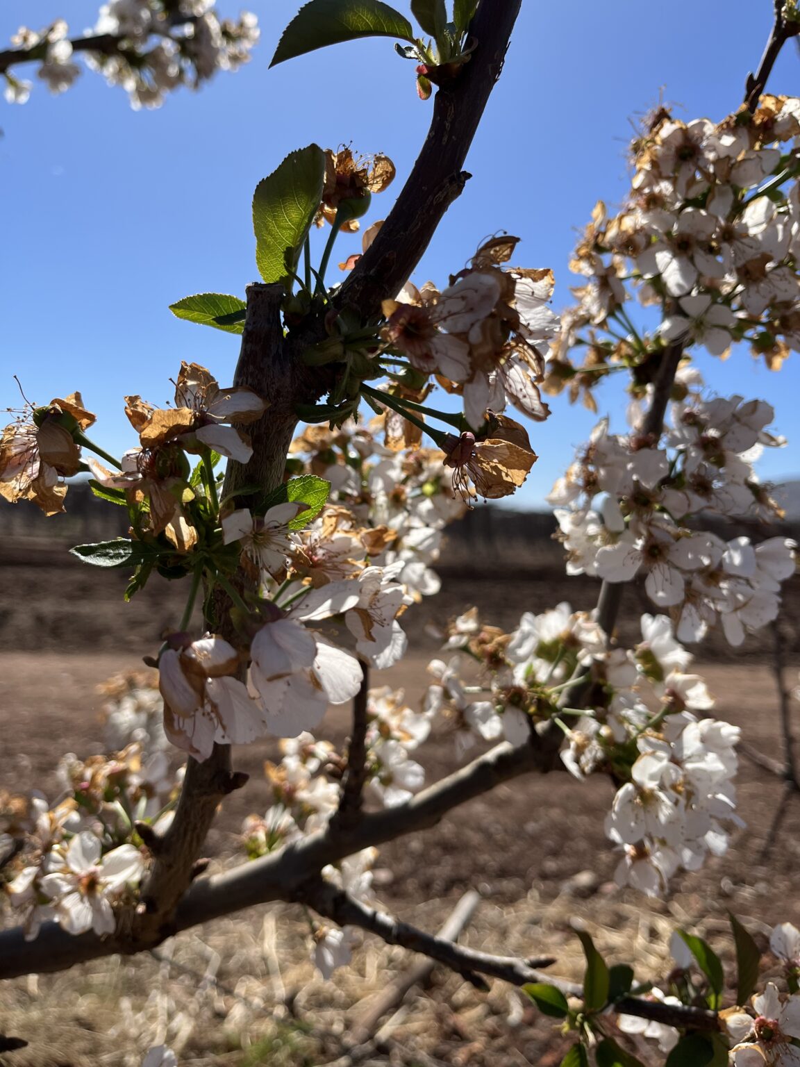 Syncron: Bioestimulación estratégica para sincronizar brotación, floración y cosecha - Smartcherry