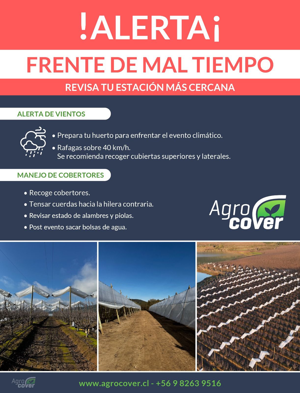 Frente de viento activa protocolo en huertos: Agrocover entrega recomendaciones claves - Smartcherry