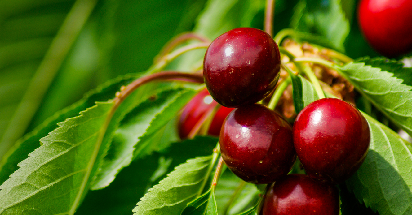 IBIACTIVE HUMIC PLUS: Impulsando la productividad y calidad de los cerezos con extractos húmicos ...