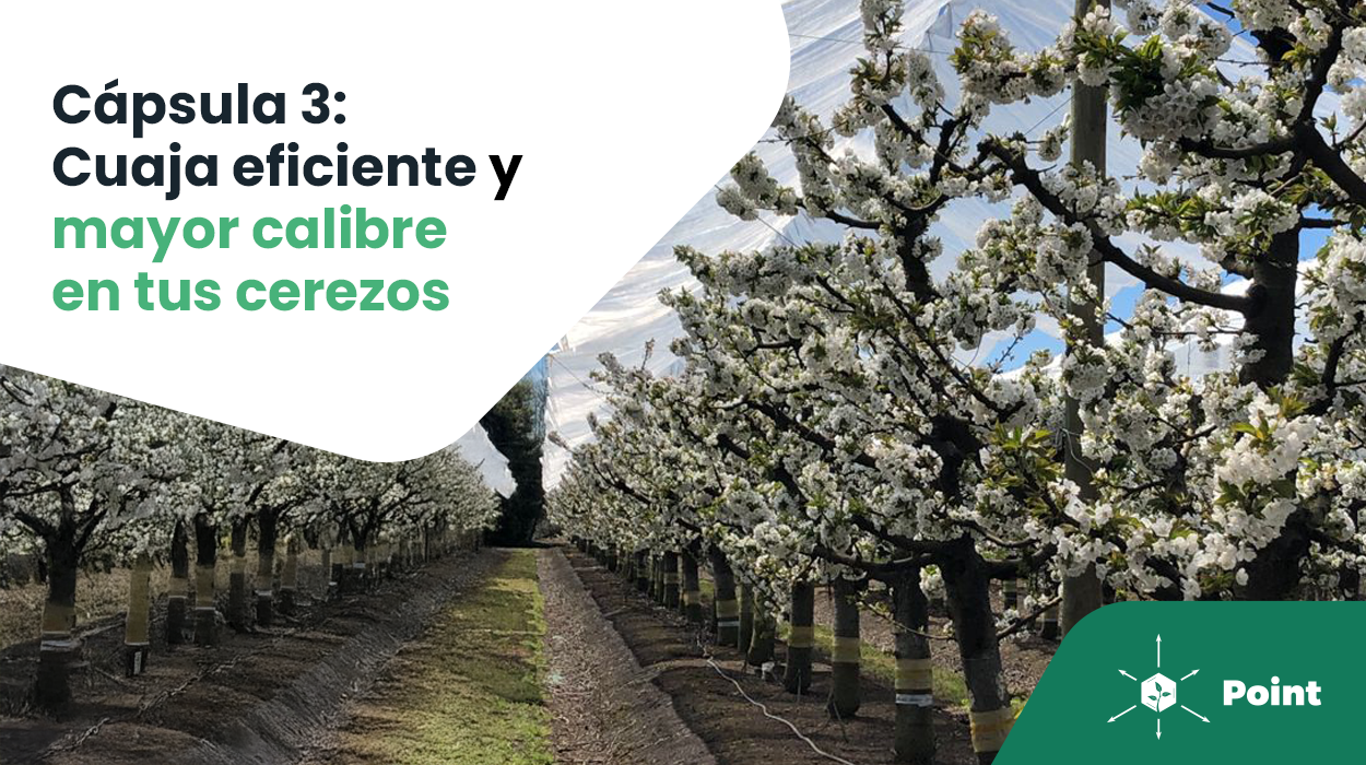 La postfloración de tus cerezos una etapa clave para asegurar cuaja y ...