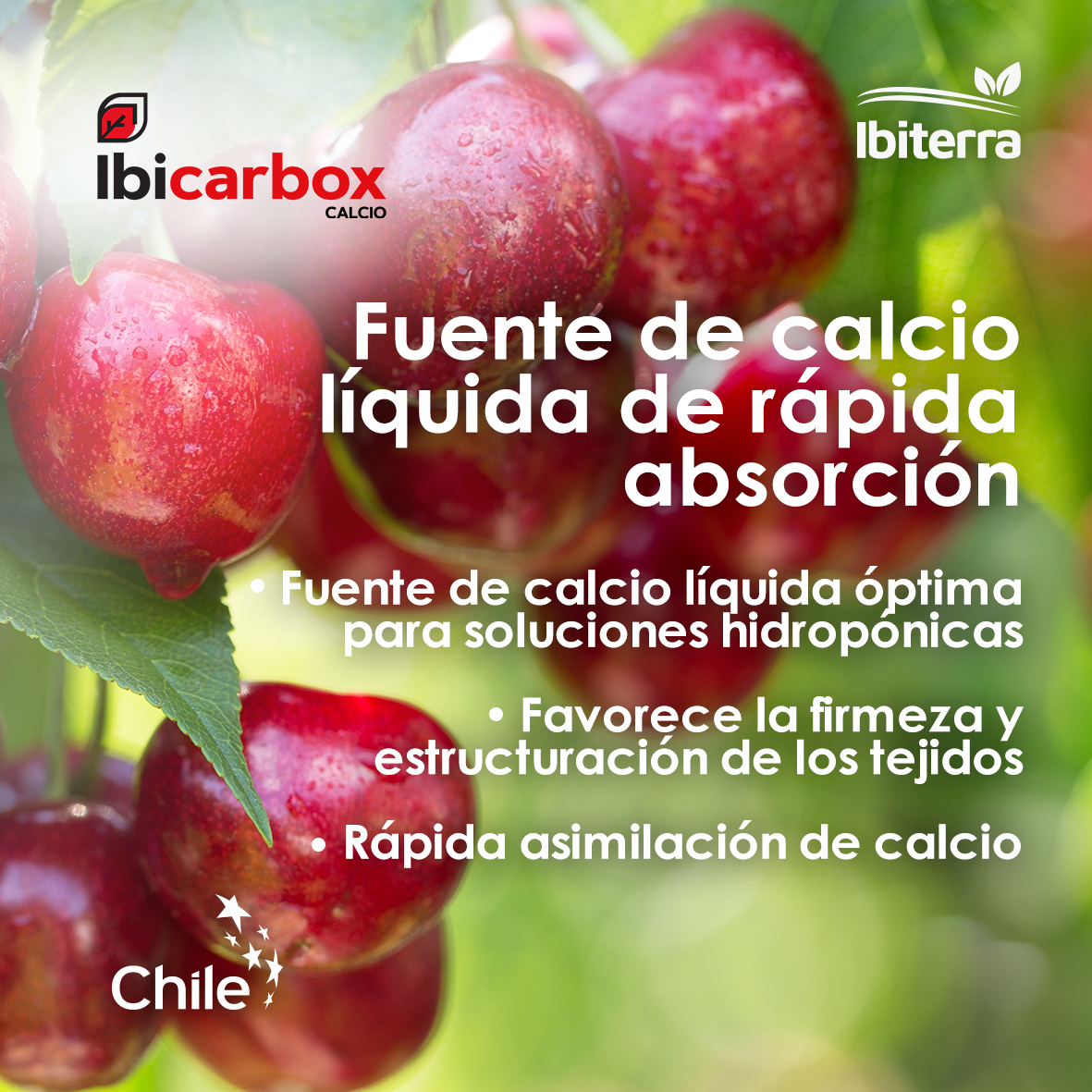 Ibicarbox Calcio: Tecnología nutricional para maximizar la firmeza y calidad de la cereza ...