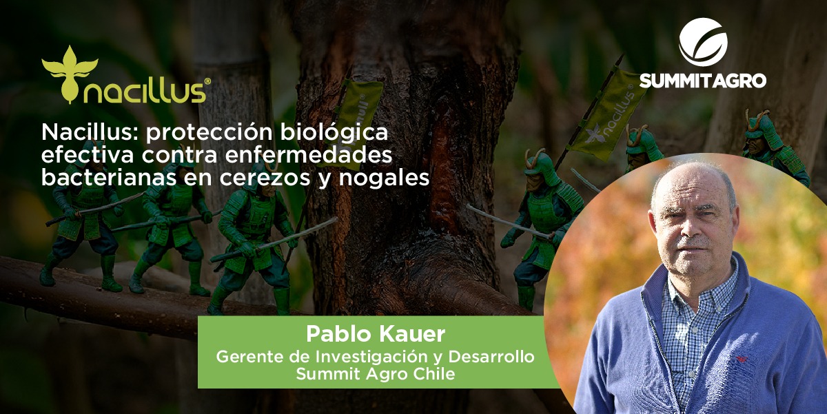 Nacillus: Protección biológica efectiva contra enfermedades bacterianas en cerezos y nogales ...
