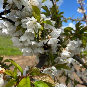 COPEVAL - Smartcherry