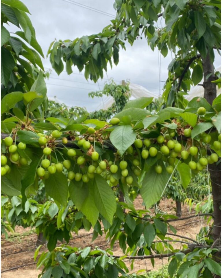 AMISTAR®️ TOP, tu aliado indiscutido - Smartcherry