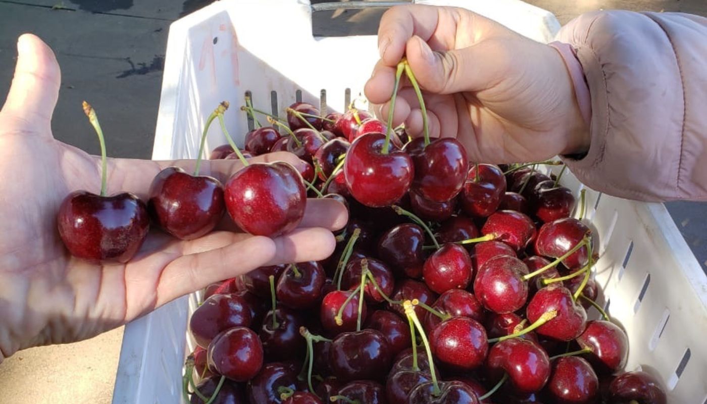 Uso de KELPAK® para Cuaja y Calibre en complemento con Bayfolan® Algae en Cerezos - Smartcherry