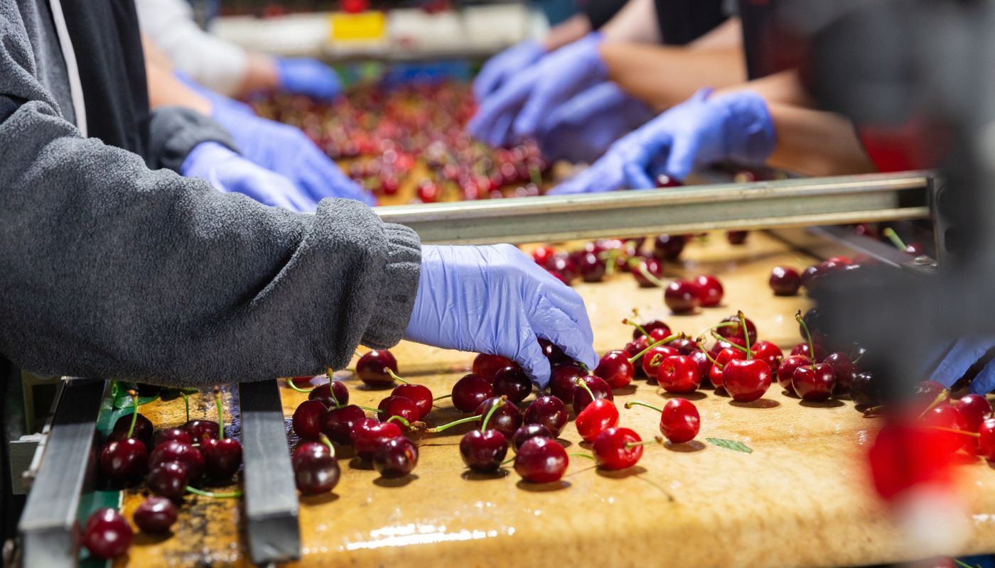 Garantizando la calidad en cerezas: Prácticas adecuadas en recepción - Smartcherry