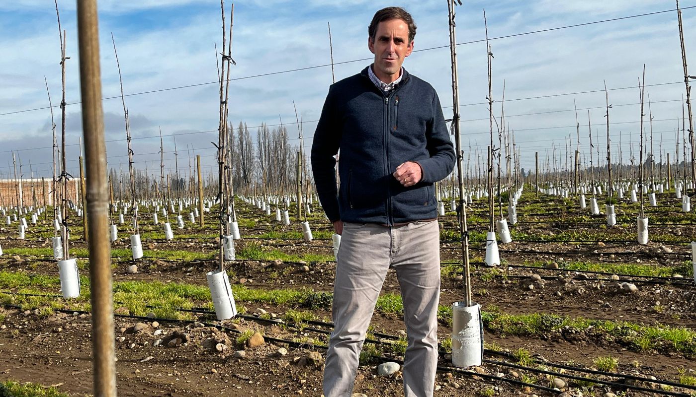 Cristóbal Zañartu y nuevos proyectos de cerezos: "Primero debemos ...