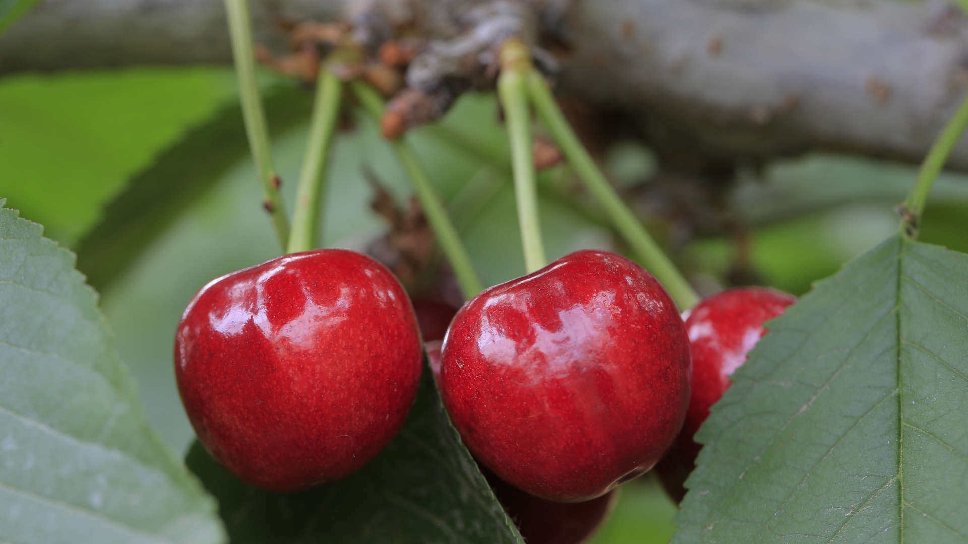 Uso de KELPAK® para Cuaja y Calibre en complemento con Bayfolan® Algae en Cerezos - Smartcherry