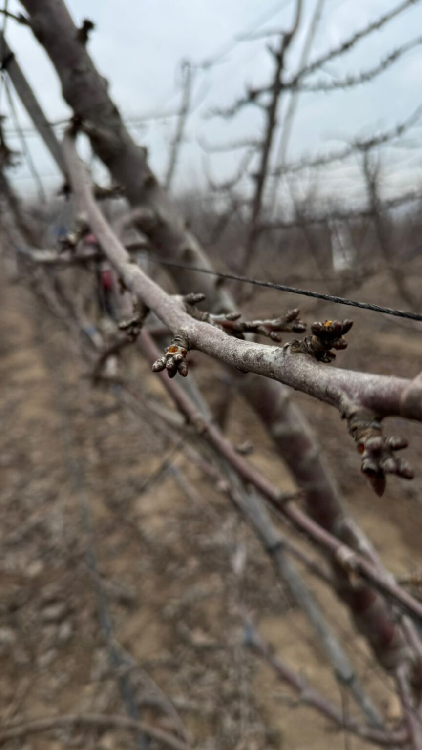 Agrocover sorprendió en CherryTech 2025 con experiencia inmersiva en tecnología agrícola ...