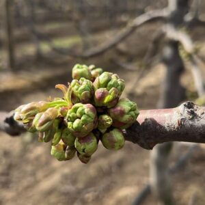 COPEVAL - Smartcherry