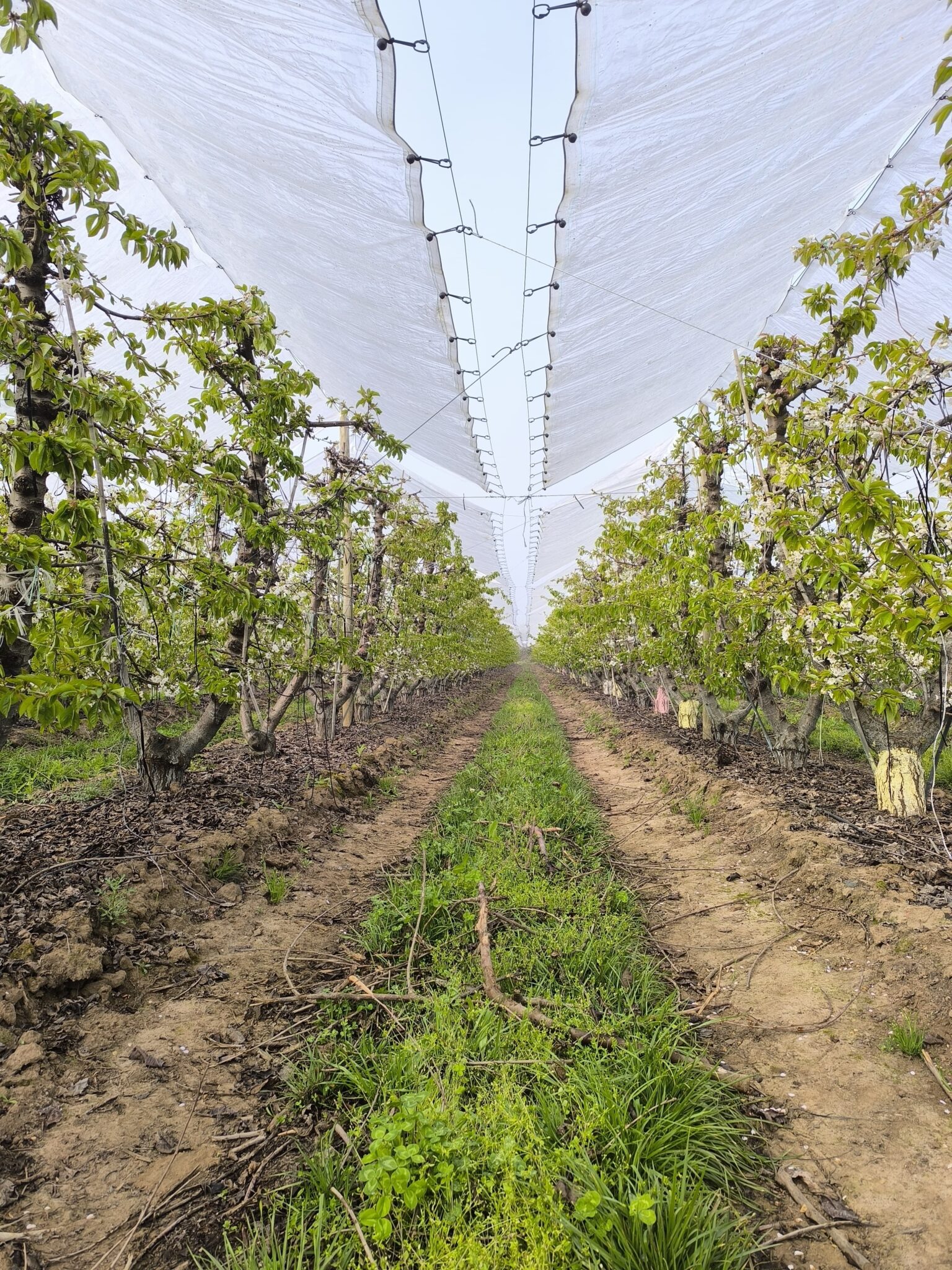 AgroClimate: Monitoreo Climático inteligente que transforma la gestión en cerezos - Smartcherry