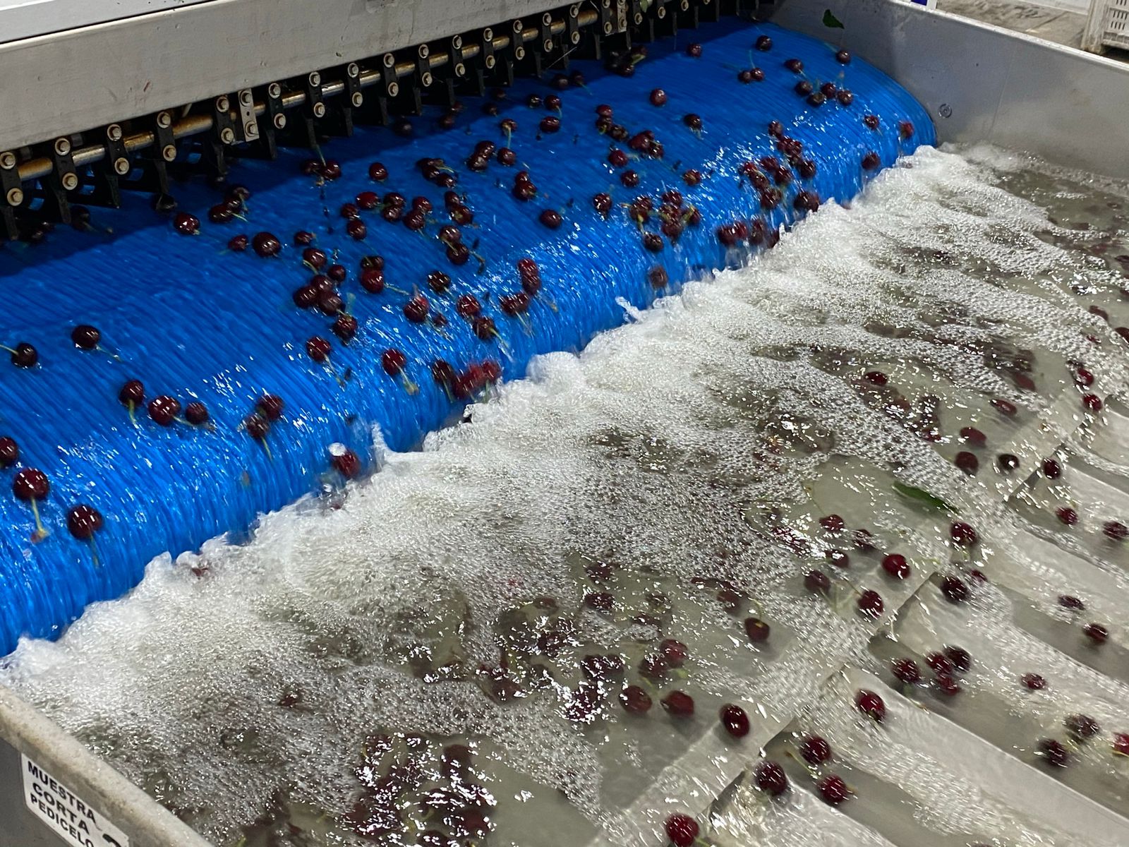 CherryTips: Packing (proceso de fruta) - Parte 1 - Smartcherry