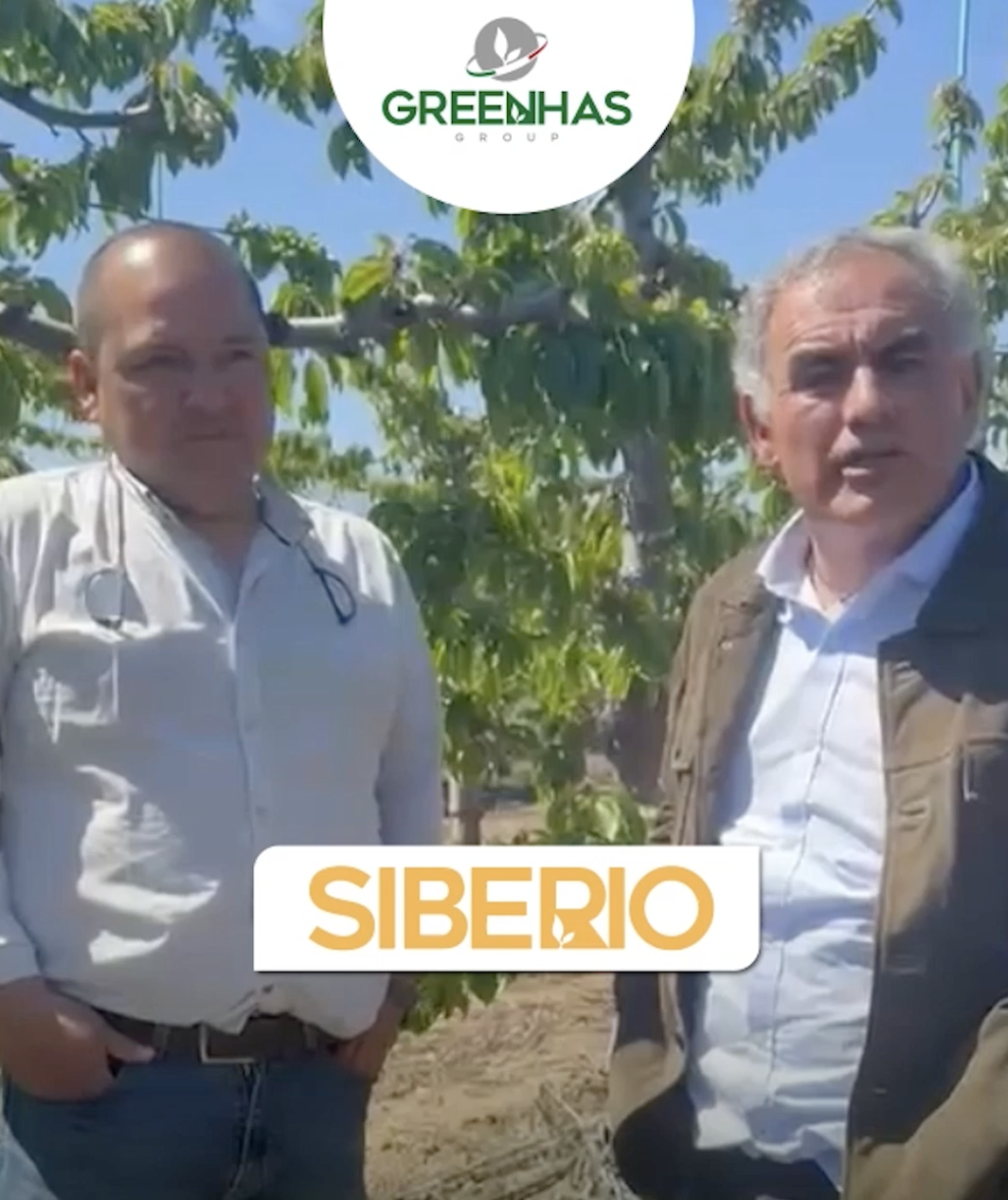 Uso de KELPAK® para Cuaja y Calibre en complemento con Bayfolan® Algae en Cerezos - Smartcherry