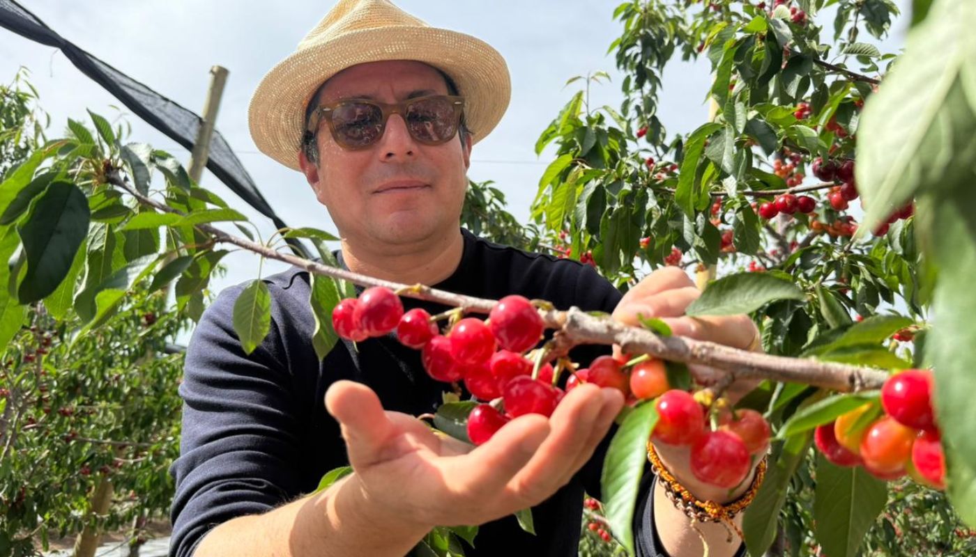 Uso de KELPAK® para Cuaja y Calibre en complemento con Bayfolan® Algae en Cerezos - Smartcherry