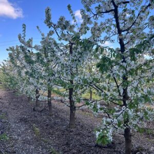 COPEVAL - Smartcherry