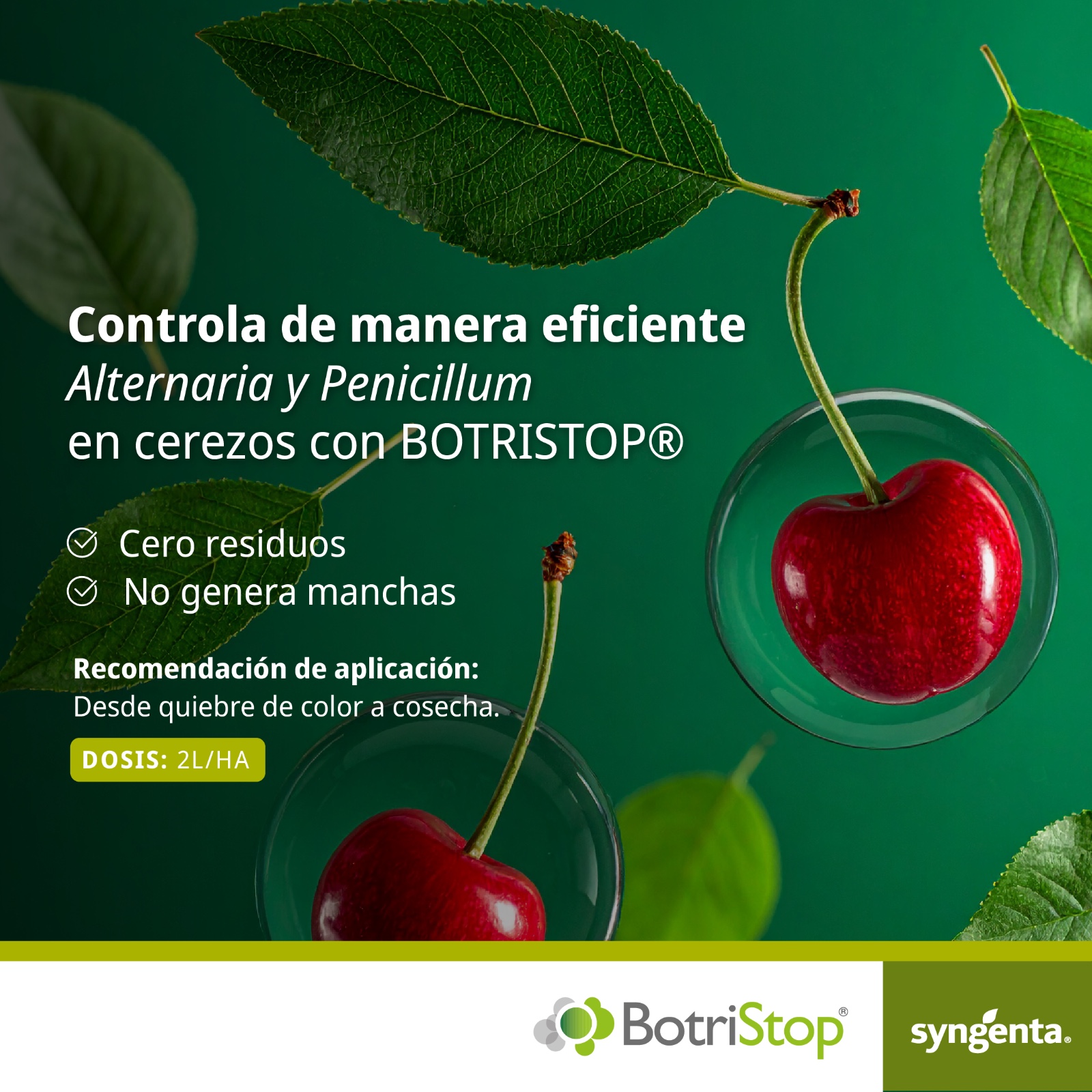 En esta temporada, ¡dale un PREMIO®️ a tus cerezas! - Smartcherry