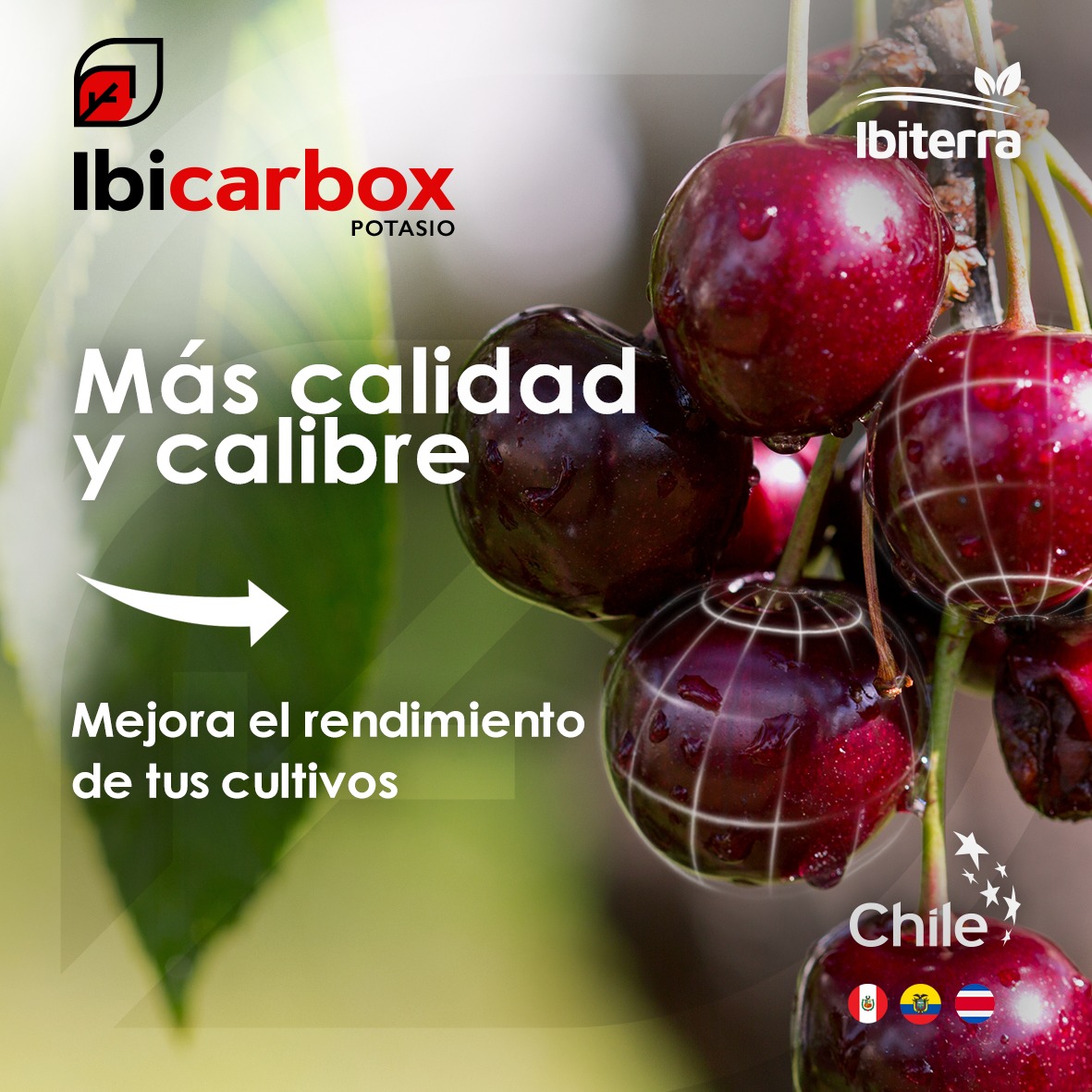 ¡Dale potencia, firmeza y calidad a tus cerezos con IBICARBOX POTASIO! - Smartcherry