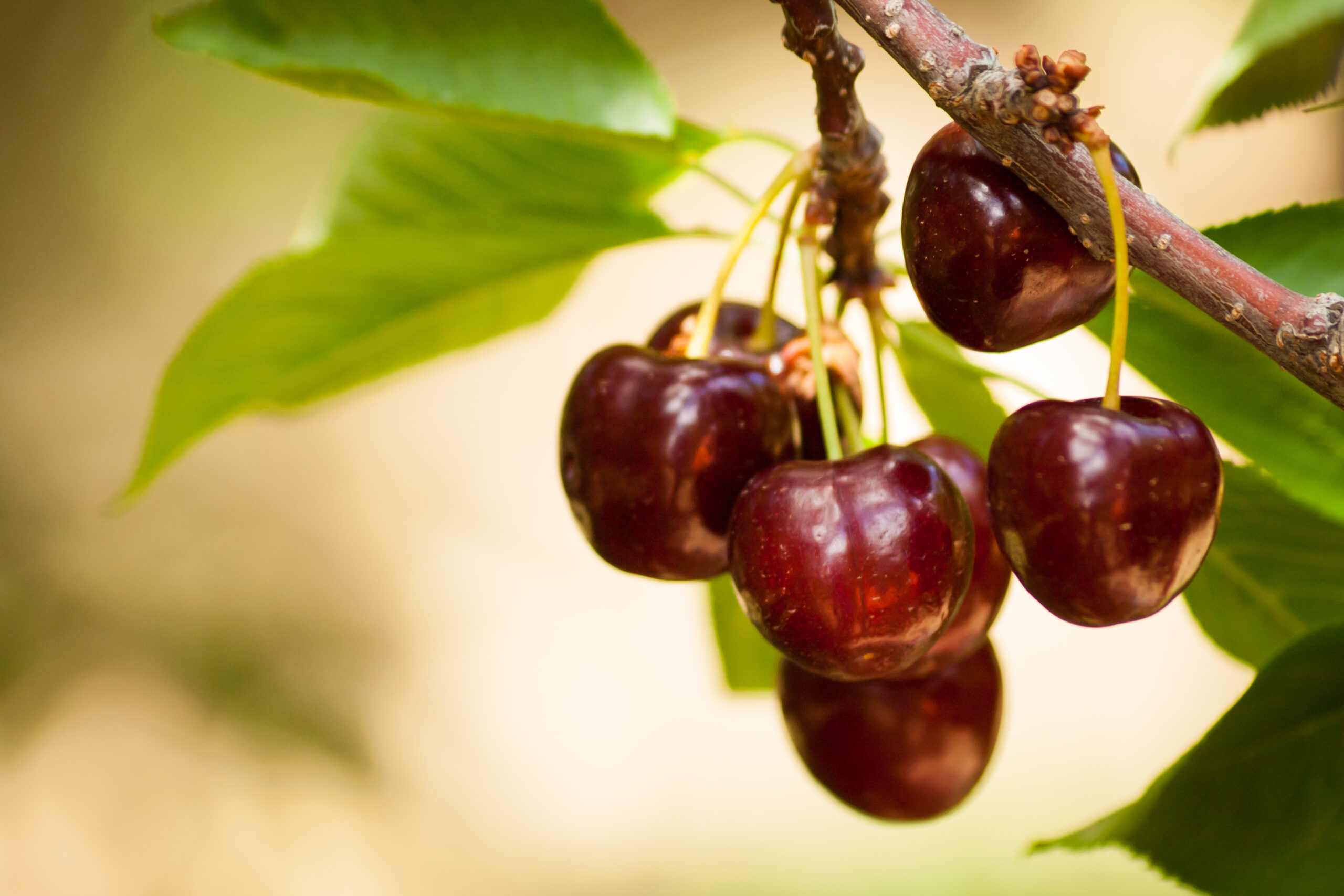 Consulta y descarga fácilmente las etiquetas de plaguicidas autorizados en Chile - Smartcherry