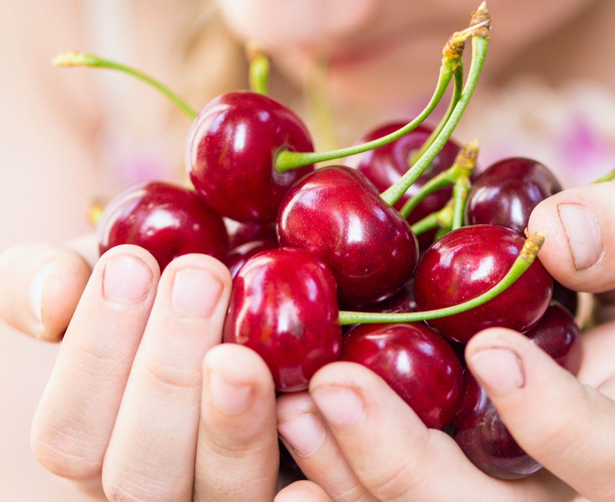 Uso de KELPAK® para Cuaja y Calibre en complemento con Bayfolan® Algae en Cerezos - Smartcherry