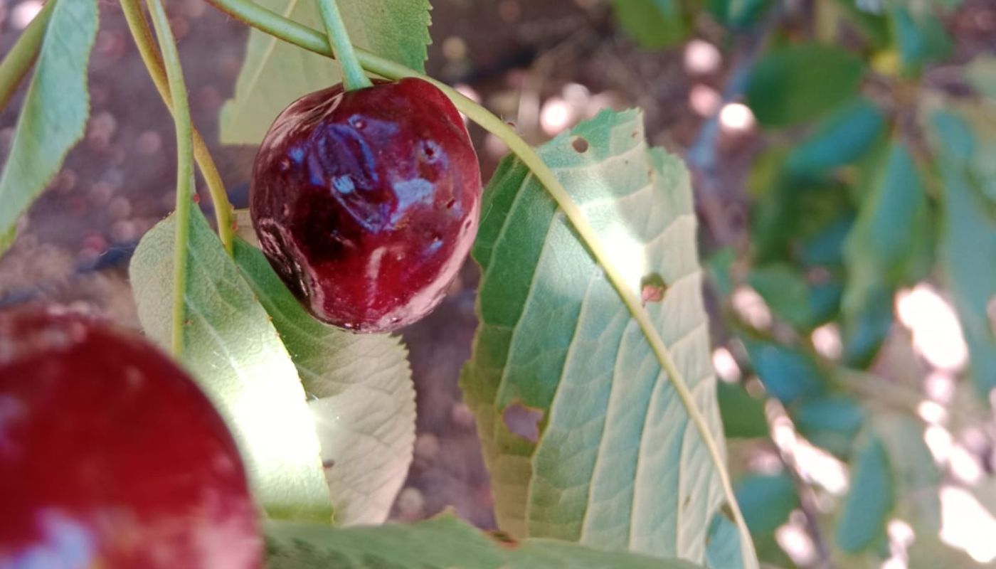 Drosophila suzukii: Cómo realizar un manejo estratégico ante su amenaza silenciosa en la cosecha ...