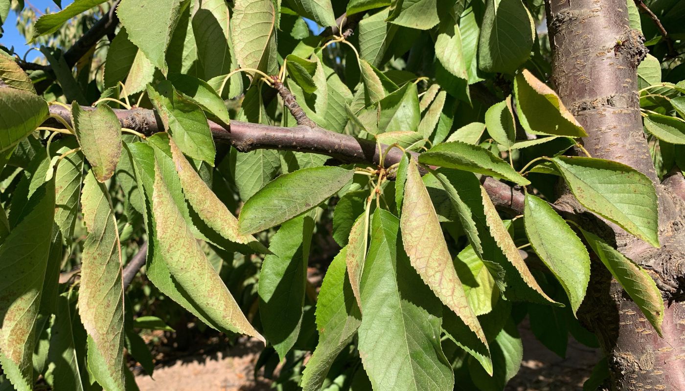 Preparando la postcosecha - Smartcherry