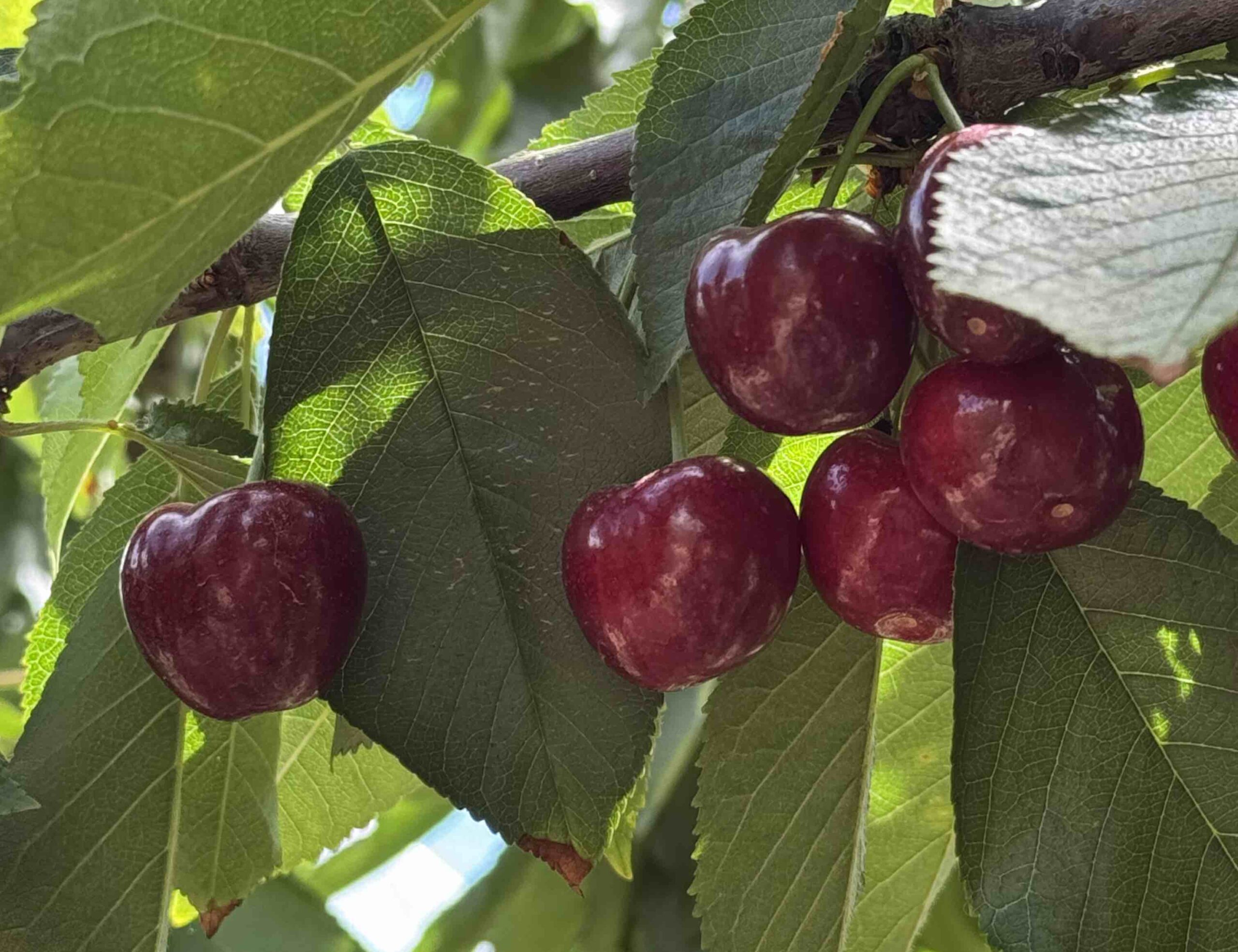 AGQ Labs destaca los principales desafíos y recomendaciones técnicas para optimizar la calidad ...