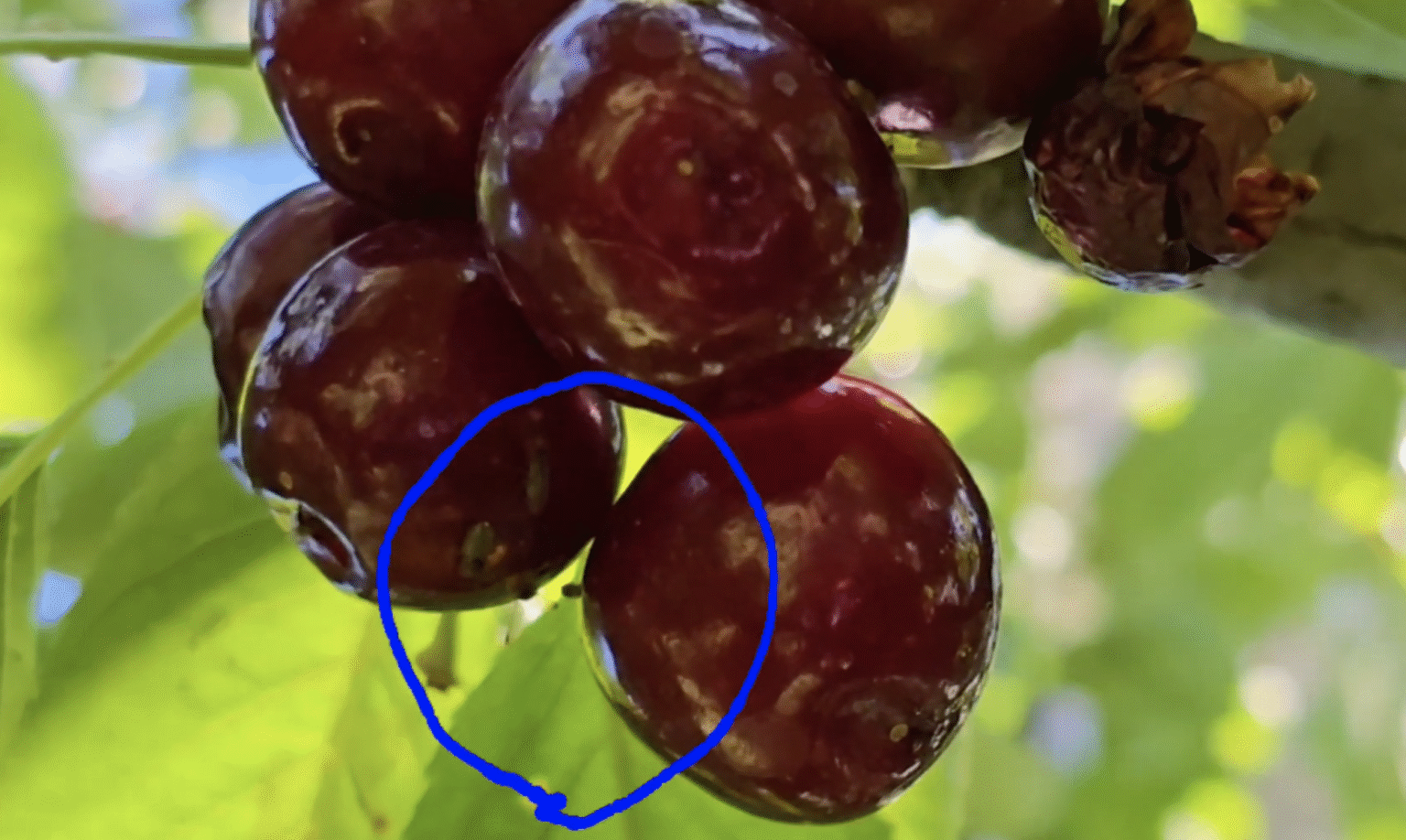 Evaluación de estudio sobre control de Drosophila suzukii en Chile - Smartcherry