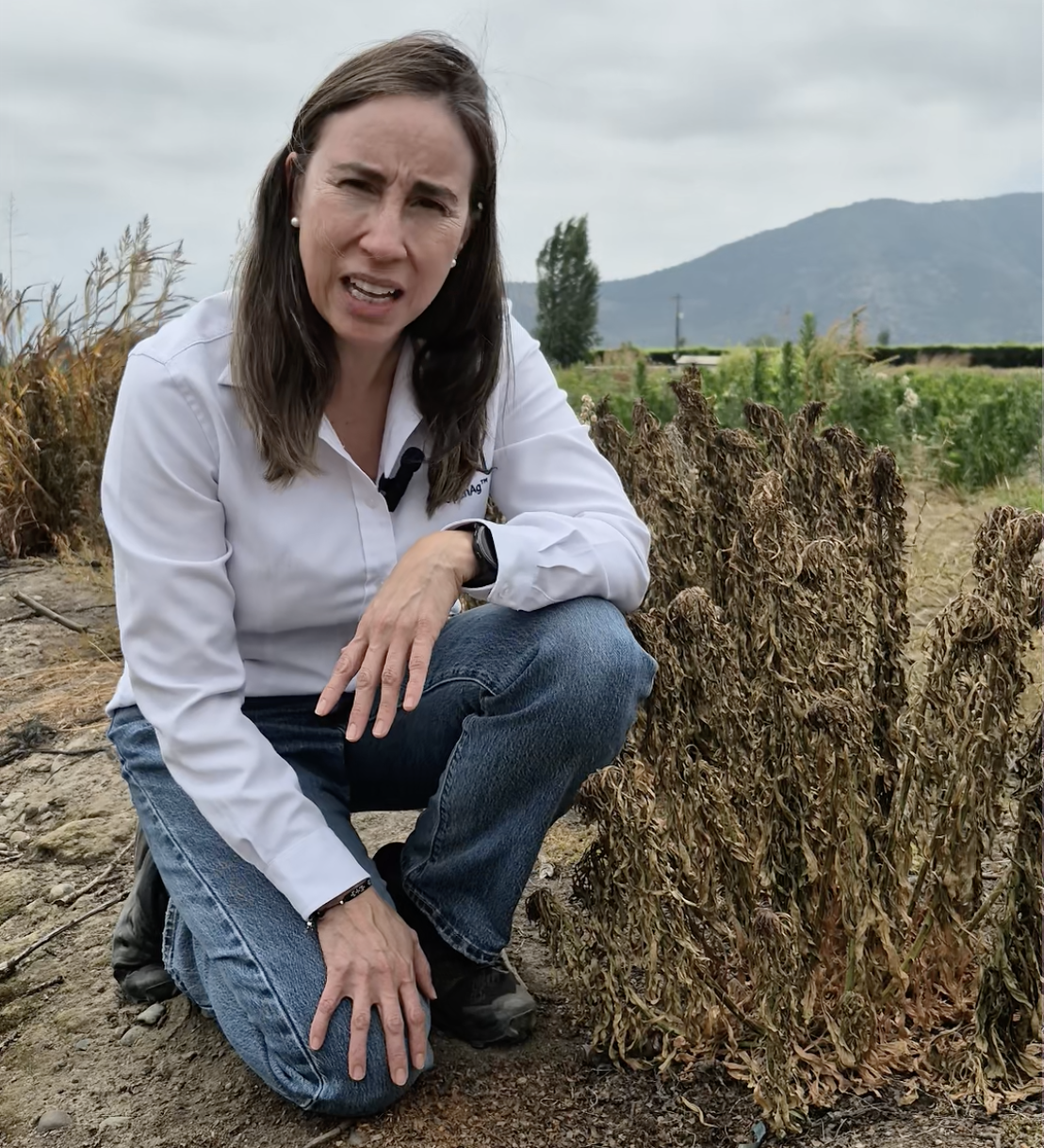 Uso de KELPAK® para Cuaja y Calibre en complemento con Bayfolan® Algae en Cerezos - Smartcherry