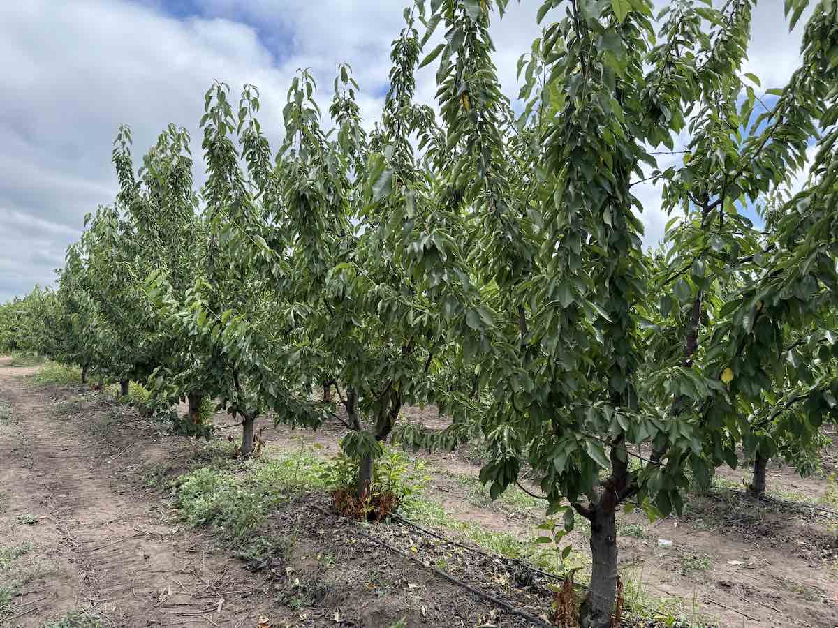 Uso de KELPAK® para Cuaja y Calibre en complemento con Bayfolan® Algae en Cerezos - Smartcherry