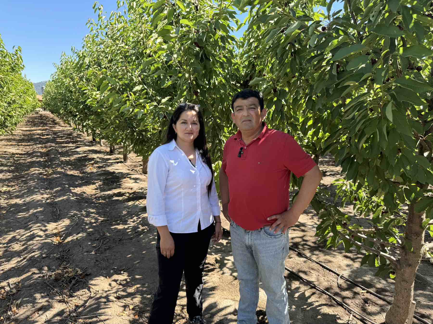 ¿Qué es la escama de San José y cómo afecta a los cerezos? - Smartcherry
