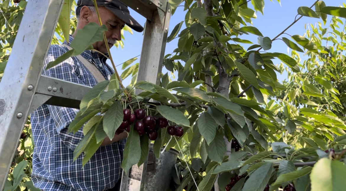 VP Filter: Protección solar avanzada para cultivos de Bioamerica - Smartcherry