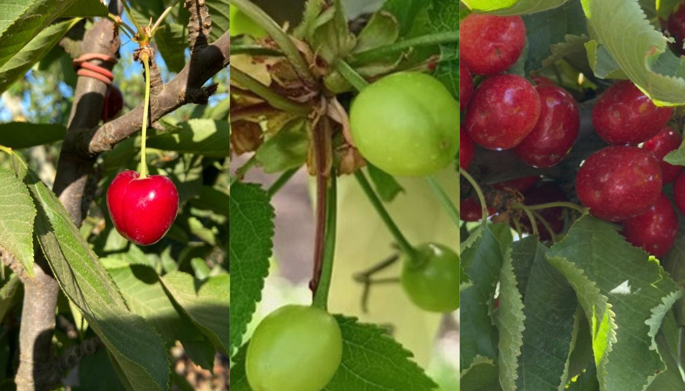 Uso de KELPAK® para Cuaja y Calibre en complemento con Bayfolan® Algae en Cerezos - Smartcherry