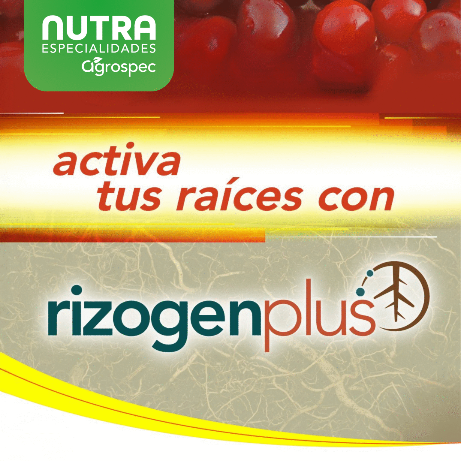 Activa tus raíces en Postcosecha con Rizogen Plus de Agrospec - Smartcherry