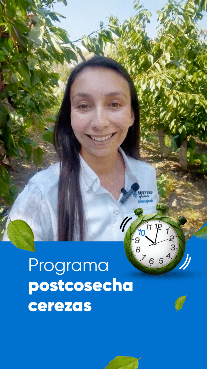 Una estrategia bien pensada puede marcar la diferencia - Smartcherry