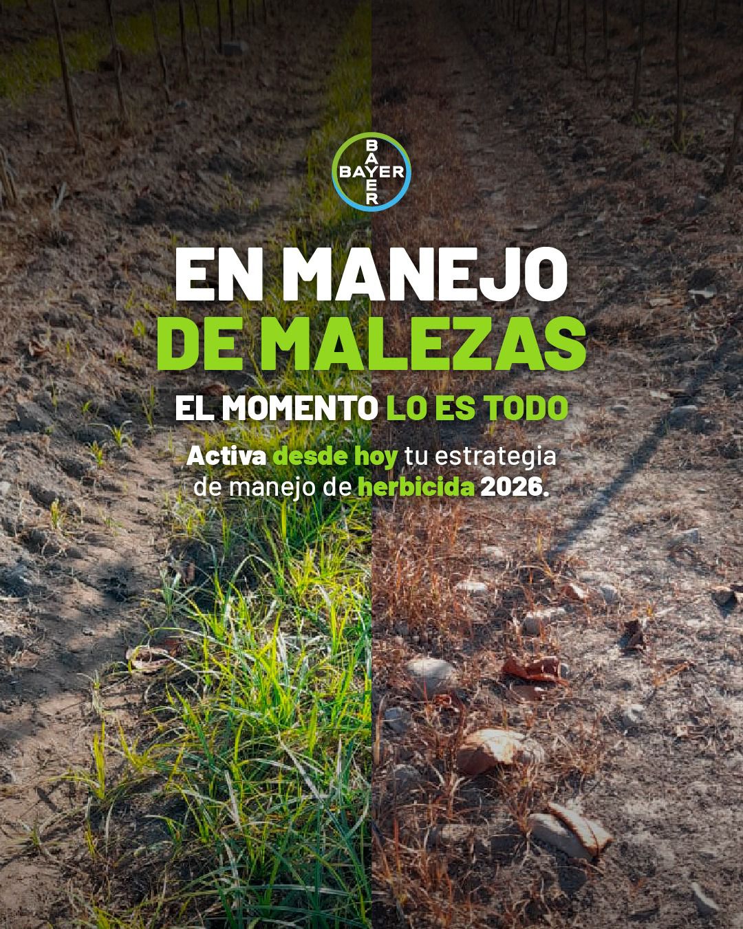 Las malezas siguen compitiendo cuando el huerto necesita recuperarse y ...